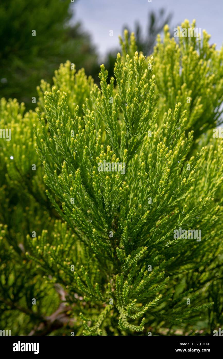 Giant sequoia green leaves and branches. Sequoiadendron giganteum or ...