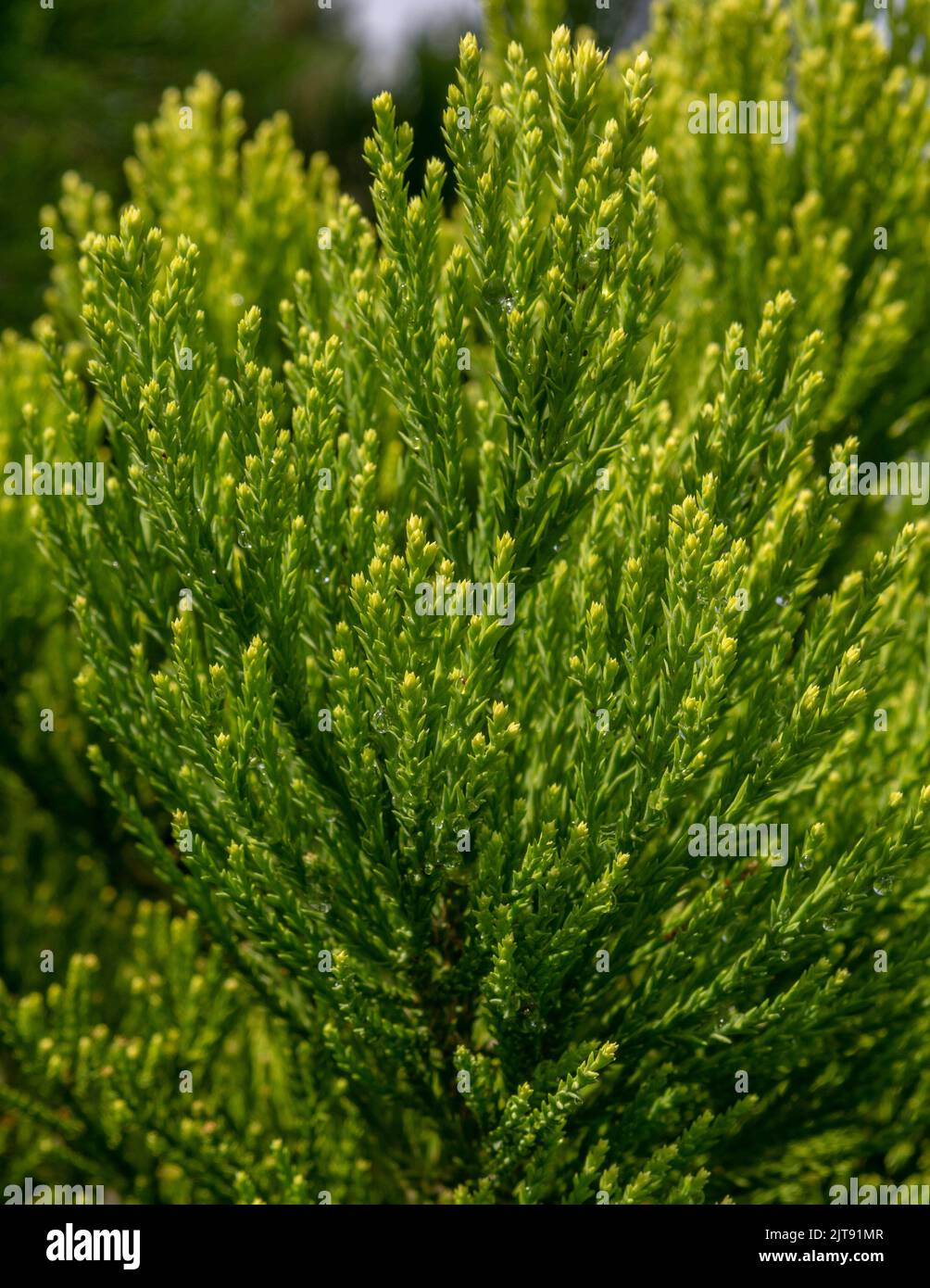 Giant sequoia green leaves and branches. Sequoiadendron giganteum or ...