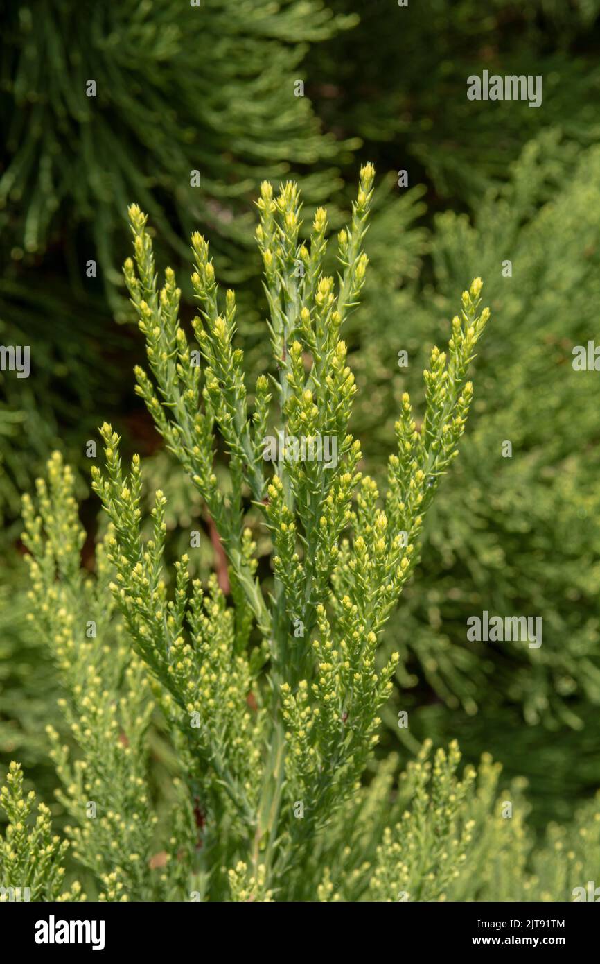 Giant sequoia green leaves and branches. Sequoiadendron giganteum or ...