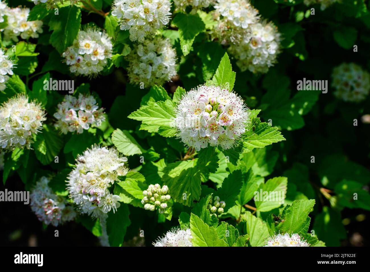 Shrub with many delicate white flowers of Physocarpus opulifolius plant ...