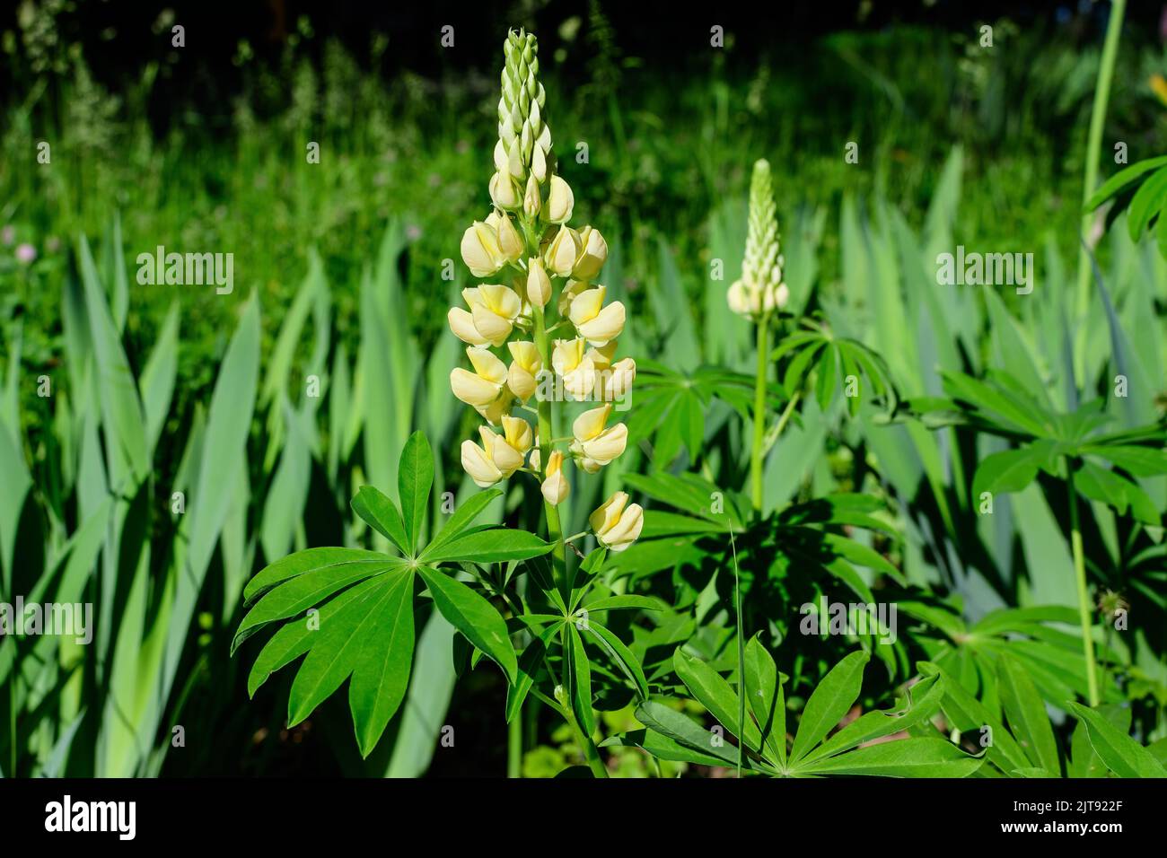 Lupin ou lupin hi-res stock photography and images - Alamy