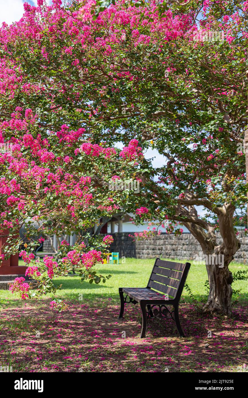 Beautiful pear tree flowers and wooden bench Stock Photo - Alamy