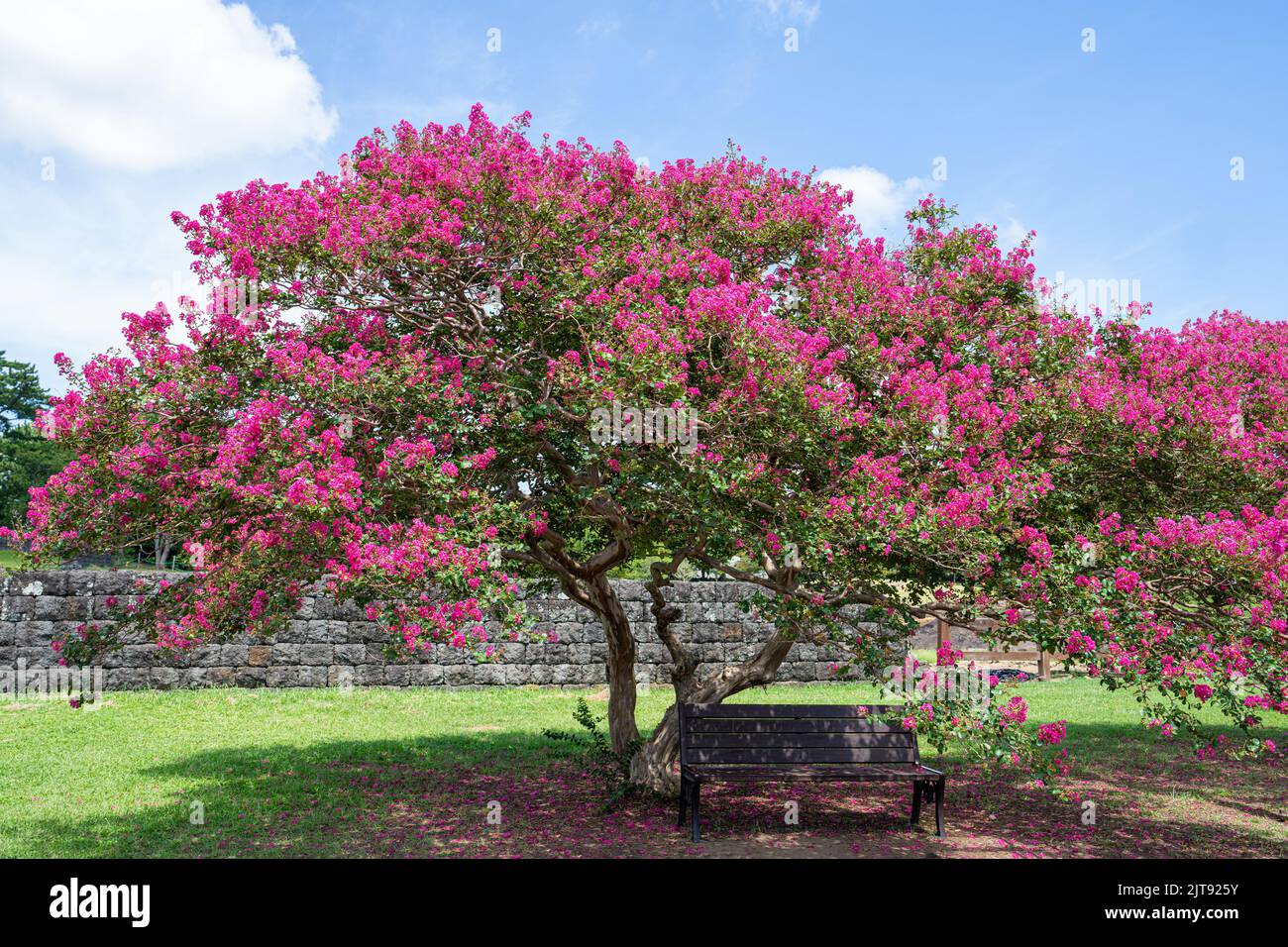 Beautiful pear tree flowers and wooden bench Stock Photo - Alamy
