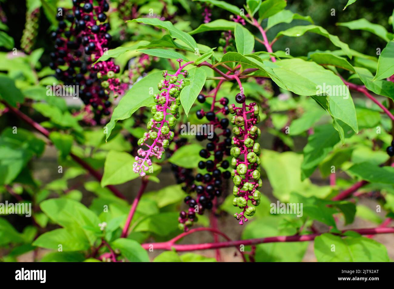 Small black poisonous fruits of Phytolacca plant, also known as ...