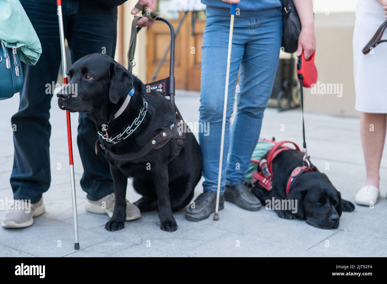 Black Labradors work as guide dogs for blind people Stock Photo - Alamy