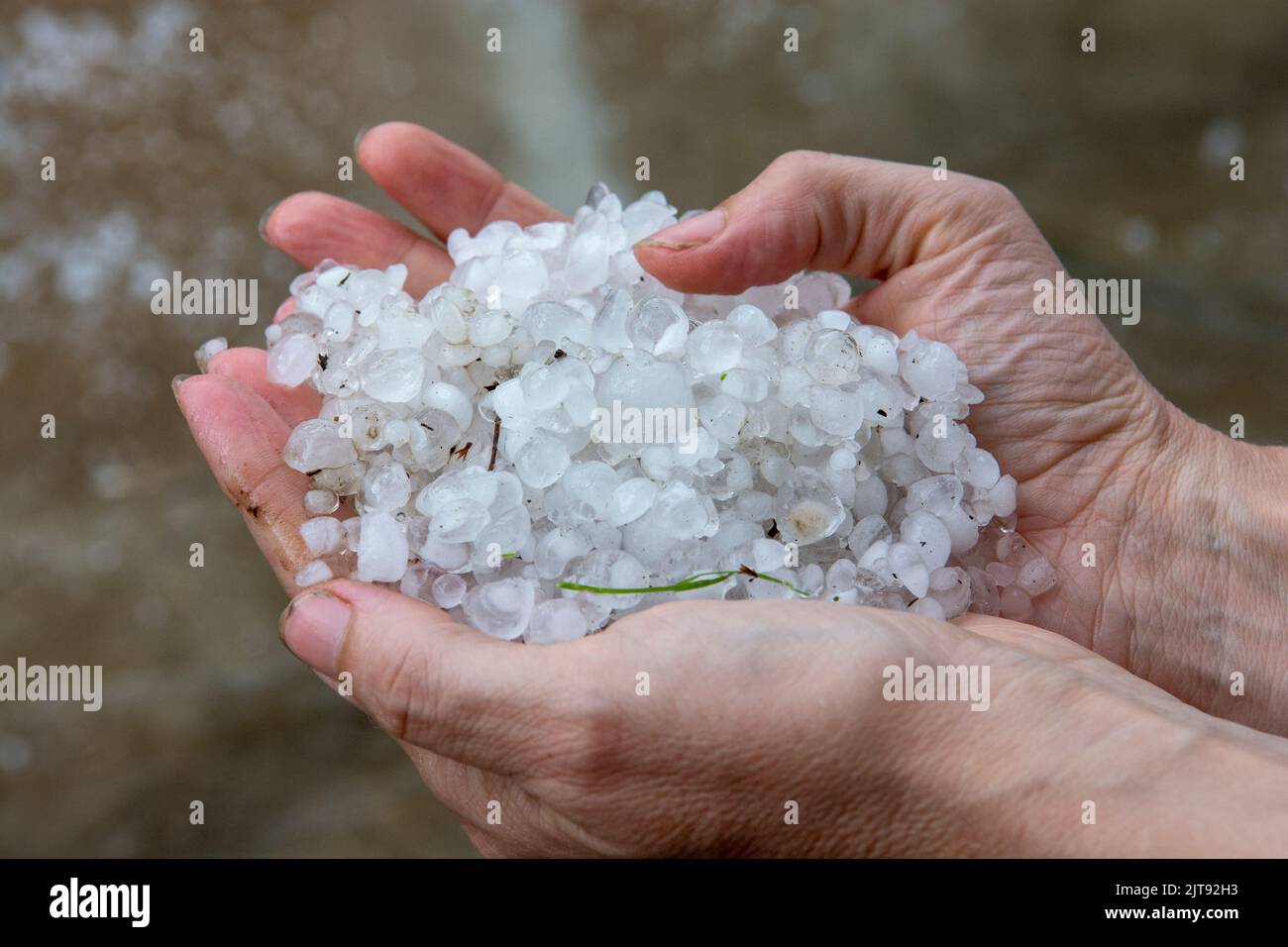 Woman hands holding hail stones in the garden after storm in the summer ...