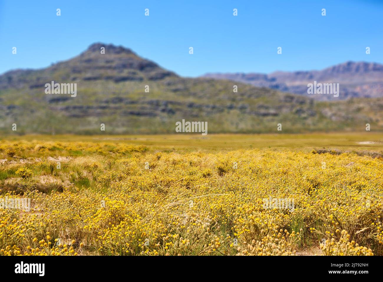 Landscape in Cederberg nature reserve, South Africa Stock Photo - Alamy