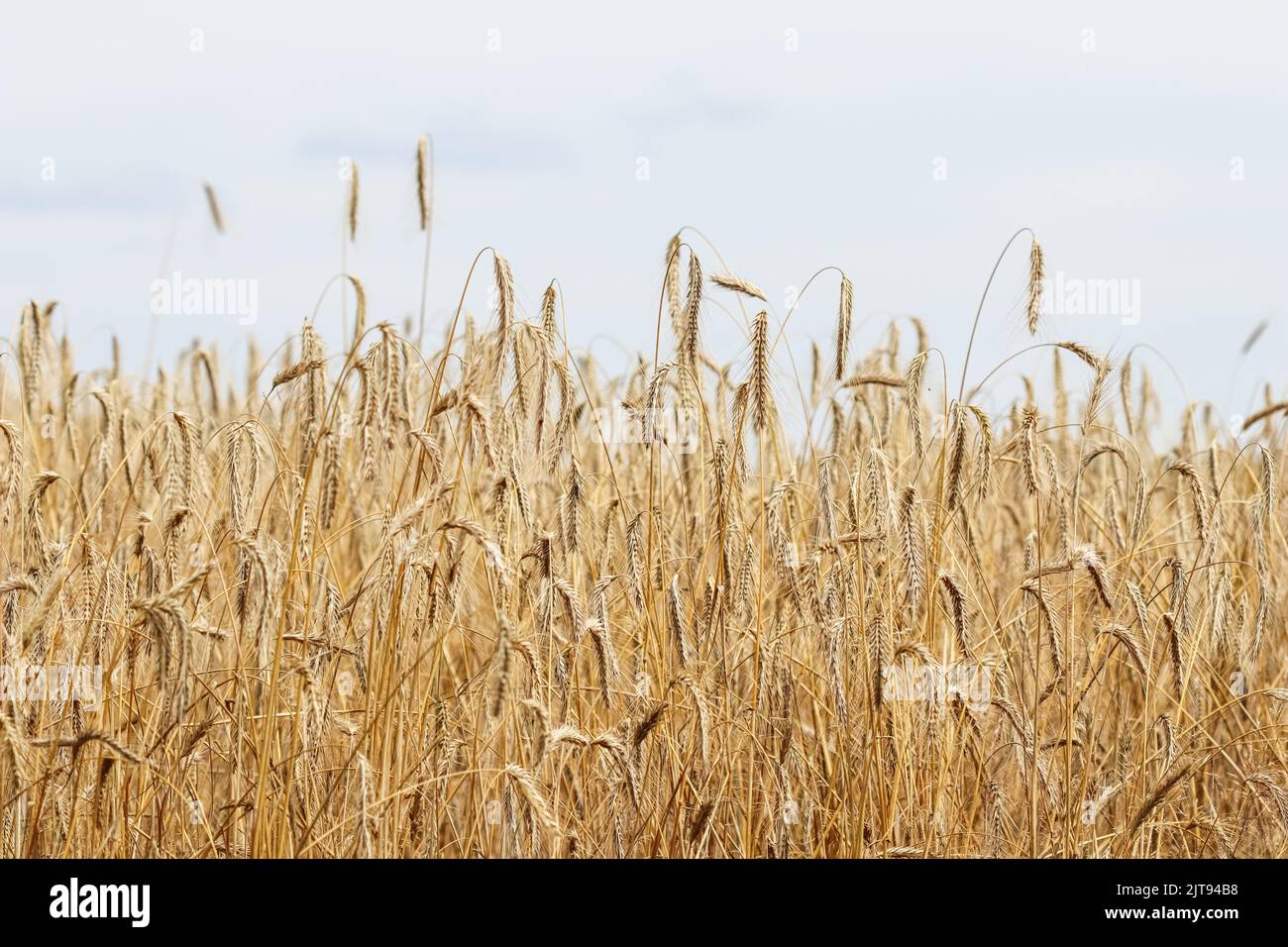 Dry ripe rye spicas of meadow field. Rural scenery, natural background ...