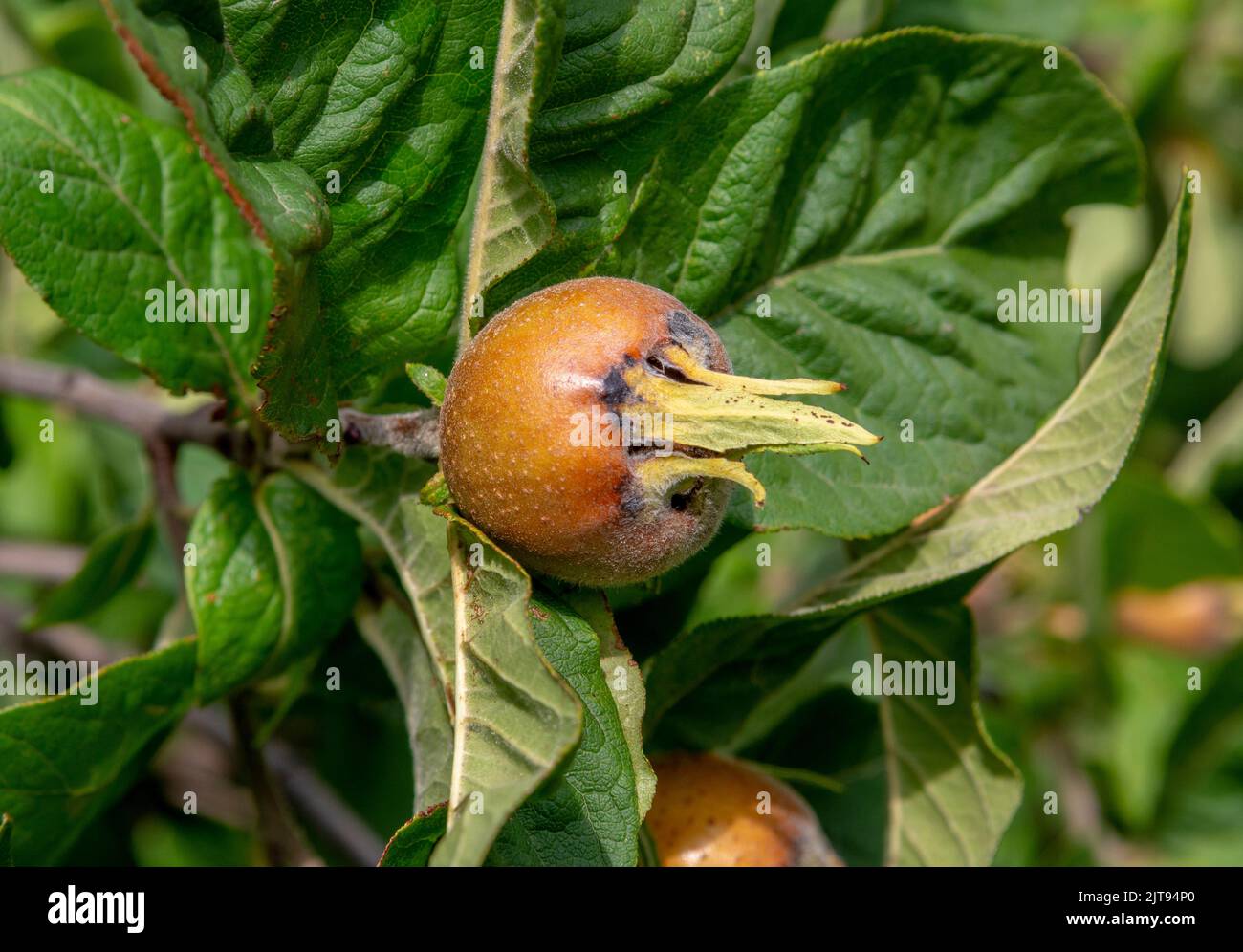 The medlar or common medlar (Mespilus or Crataegus Germanica) fruits ...