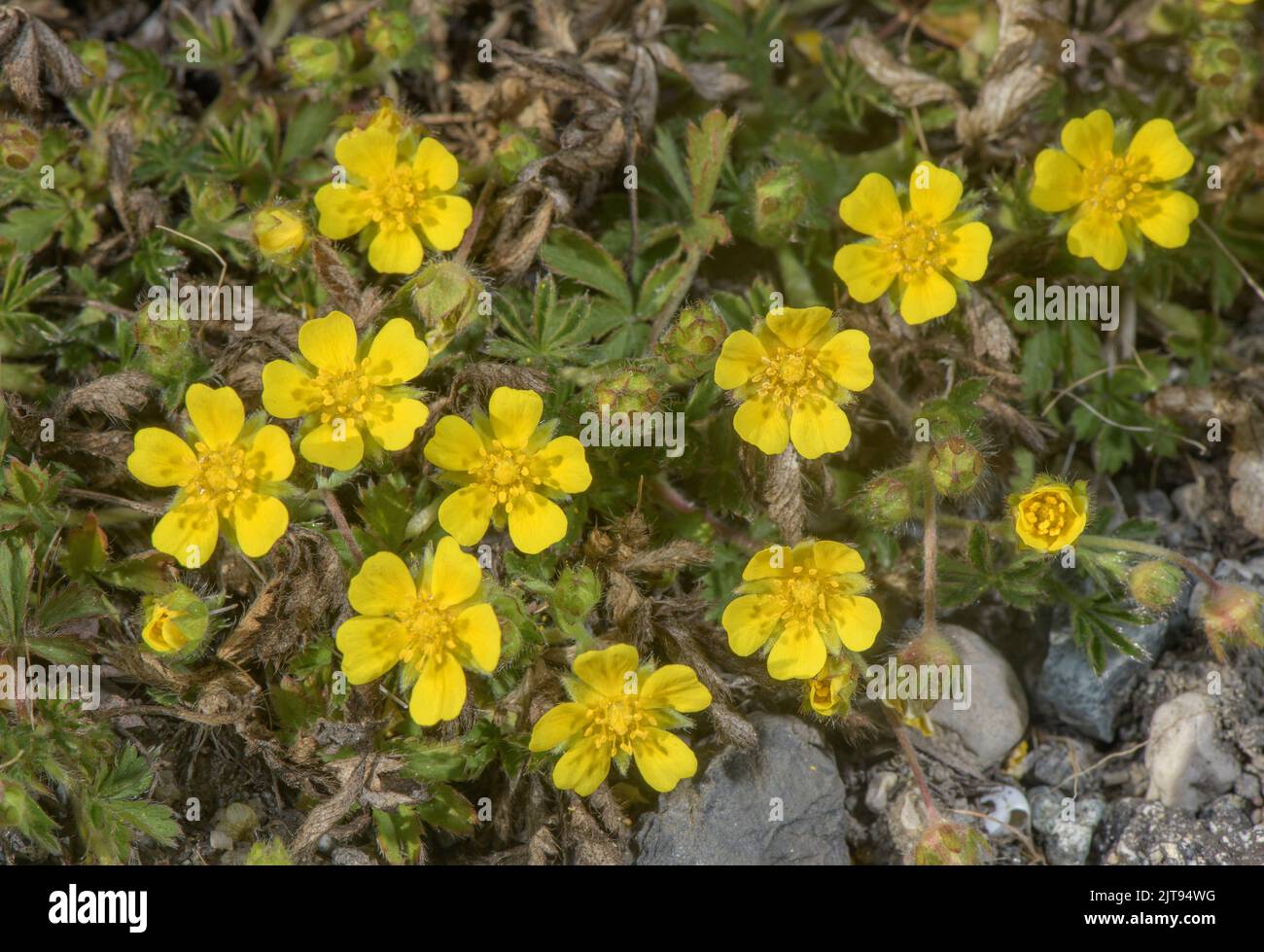 Spring Cinquefoil, Potentilla verna, in flower in rocky limestone ...