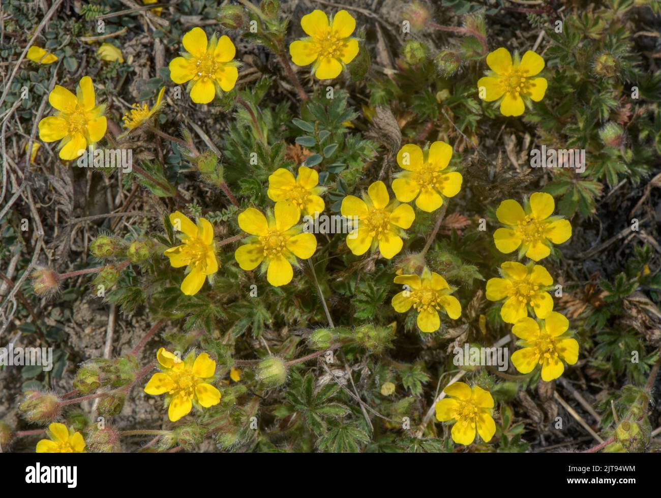 Spring Cinquefoil, Potentilla verna, in flower in rocky limestone ...