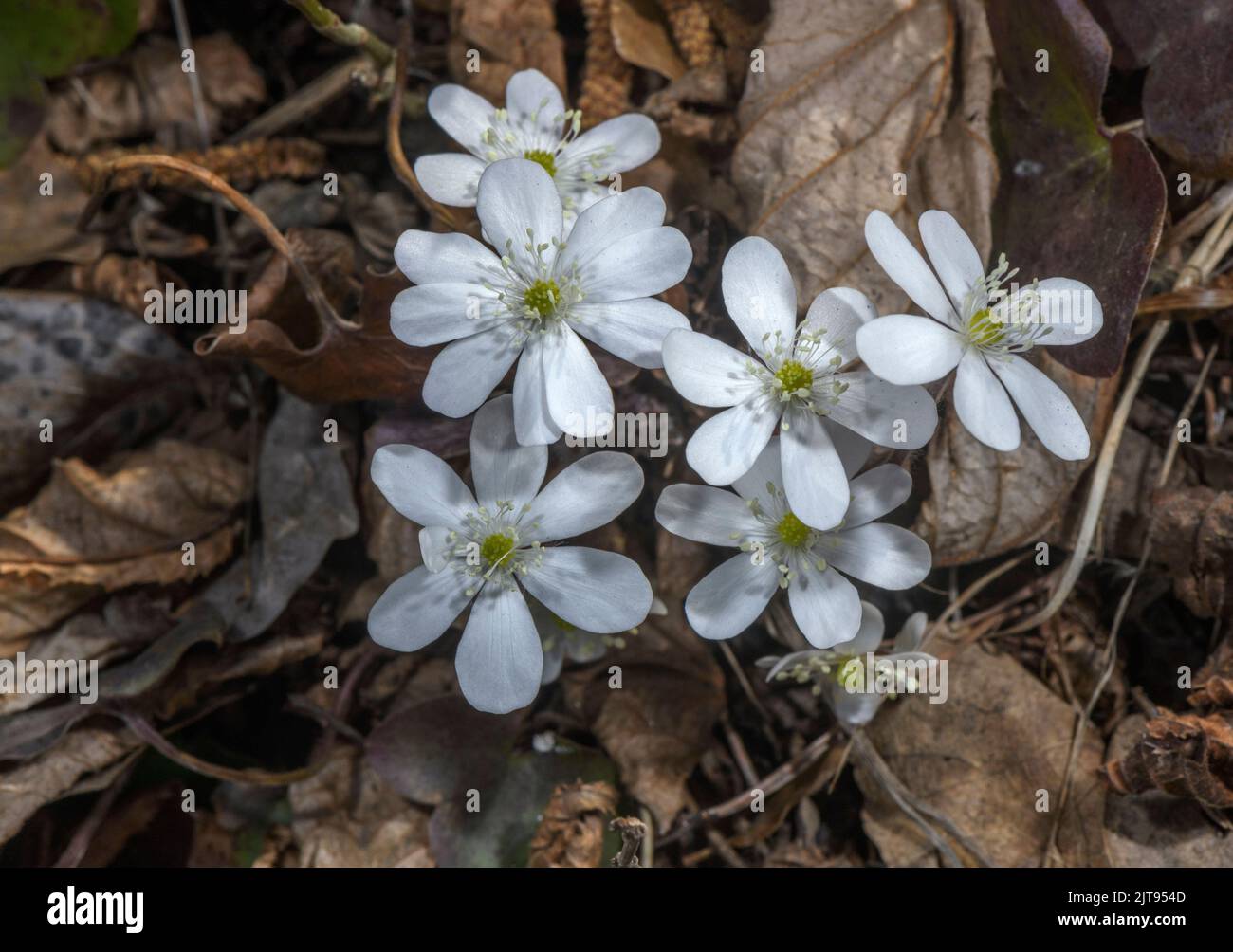 Hepatica, Hepatica nobilis - colour forms flowering in early spring in ...