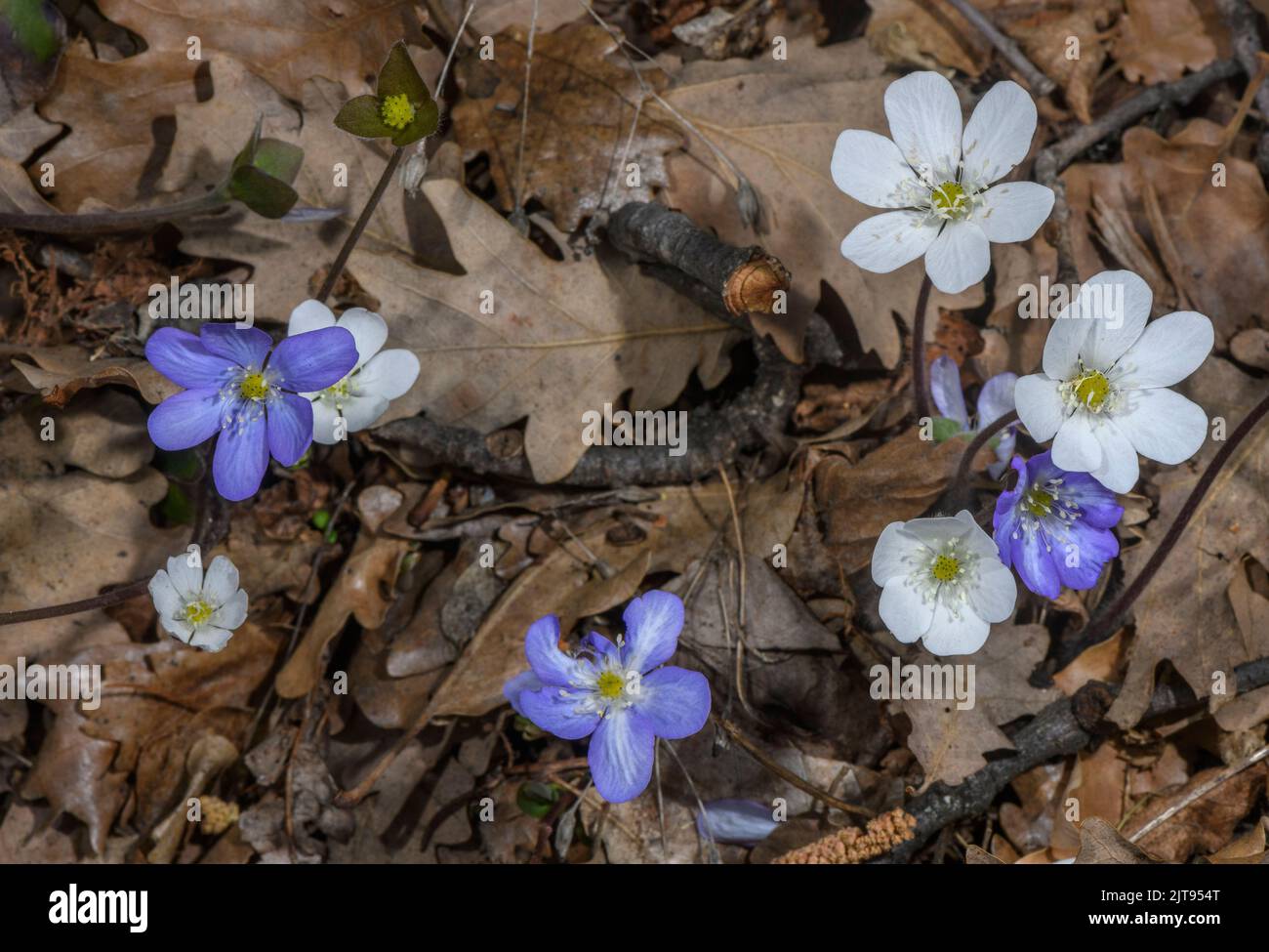 Hepatica, Hepatica nobilis - colour forms flowering in early spring in ...