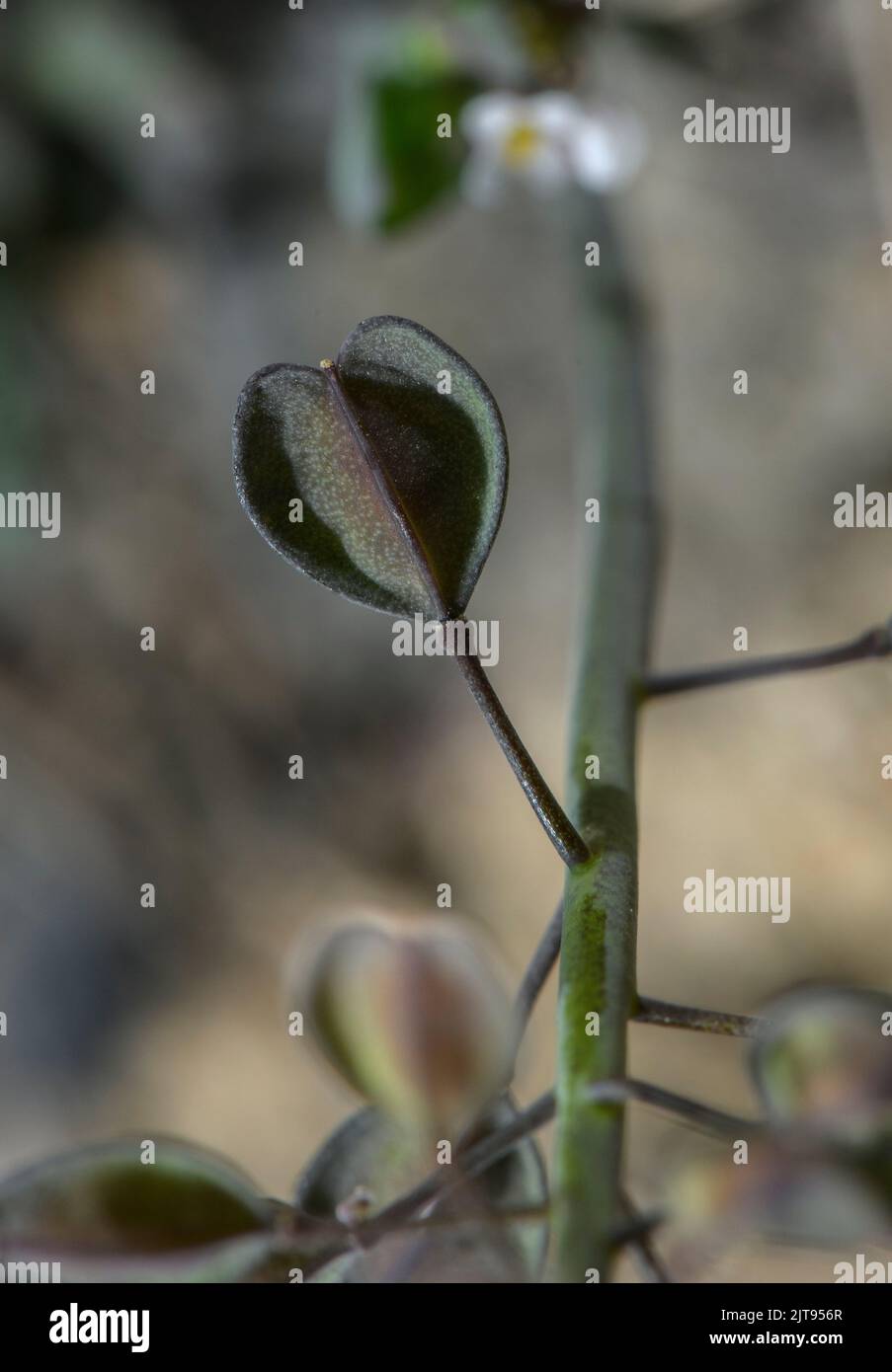 Perfoliate Penny-cress, Microthlaspi perfoliatum, in flower and fruit ...