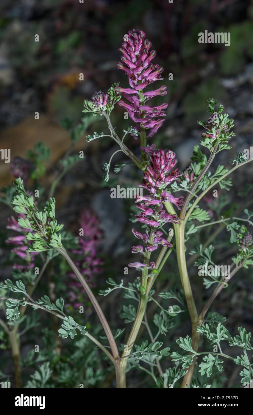 Common fumitory, Fumaria officinalis, in flower and fruit in arable ...