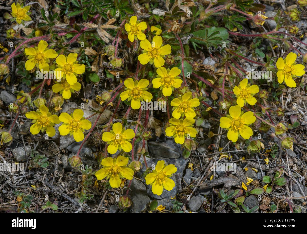 Spring Cinquefoil, Potentilla verna, in flower in rocky limestone ...