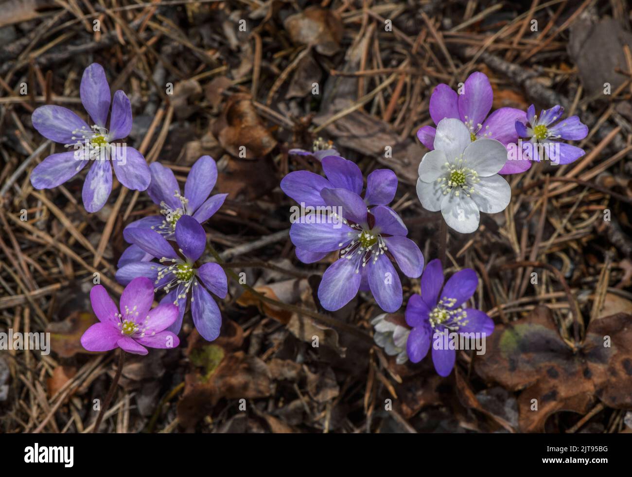 Hepatica, Hepatica nobilis - colour forms flowering in early spring in ...