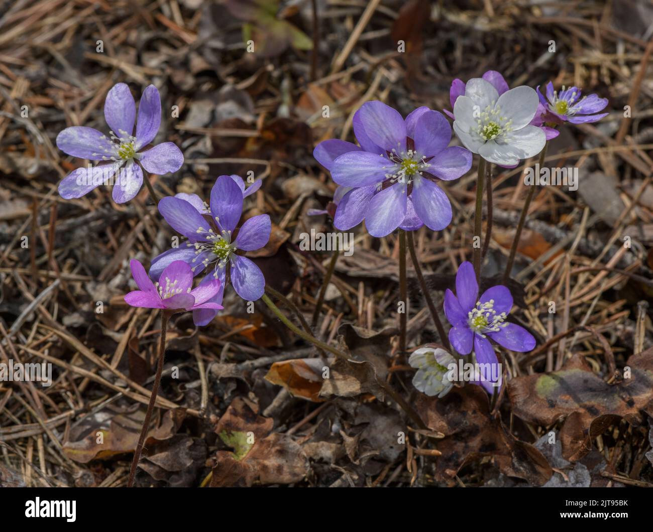 Hepatica, Hepatica nobilis - colour forms flowering in early spring in ...