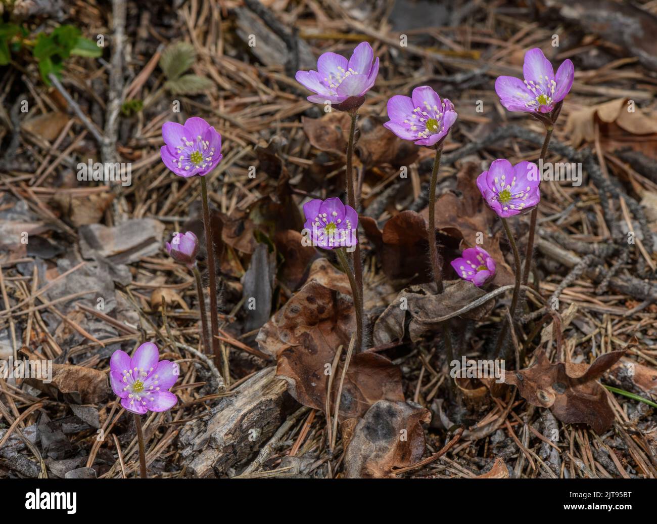 Hepatica, Hepatica nobilis - colour forms flowering in early spring in ...