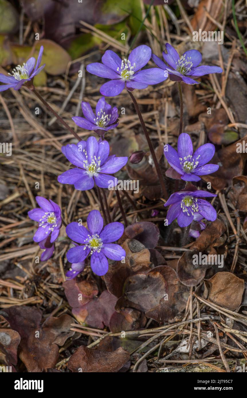 Hepatica, Hepatica nobilis - colour forms flowering in early spring in ...