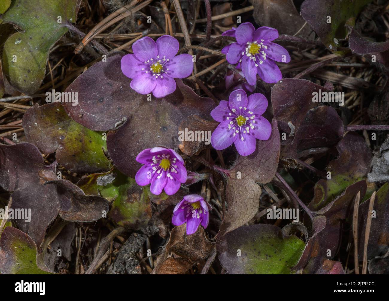 Hepatica, Hepatica nobilis - colour forms flowering in early spring in ...