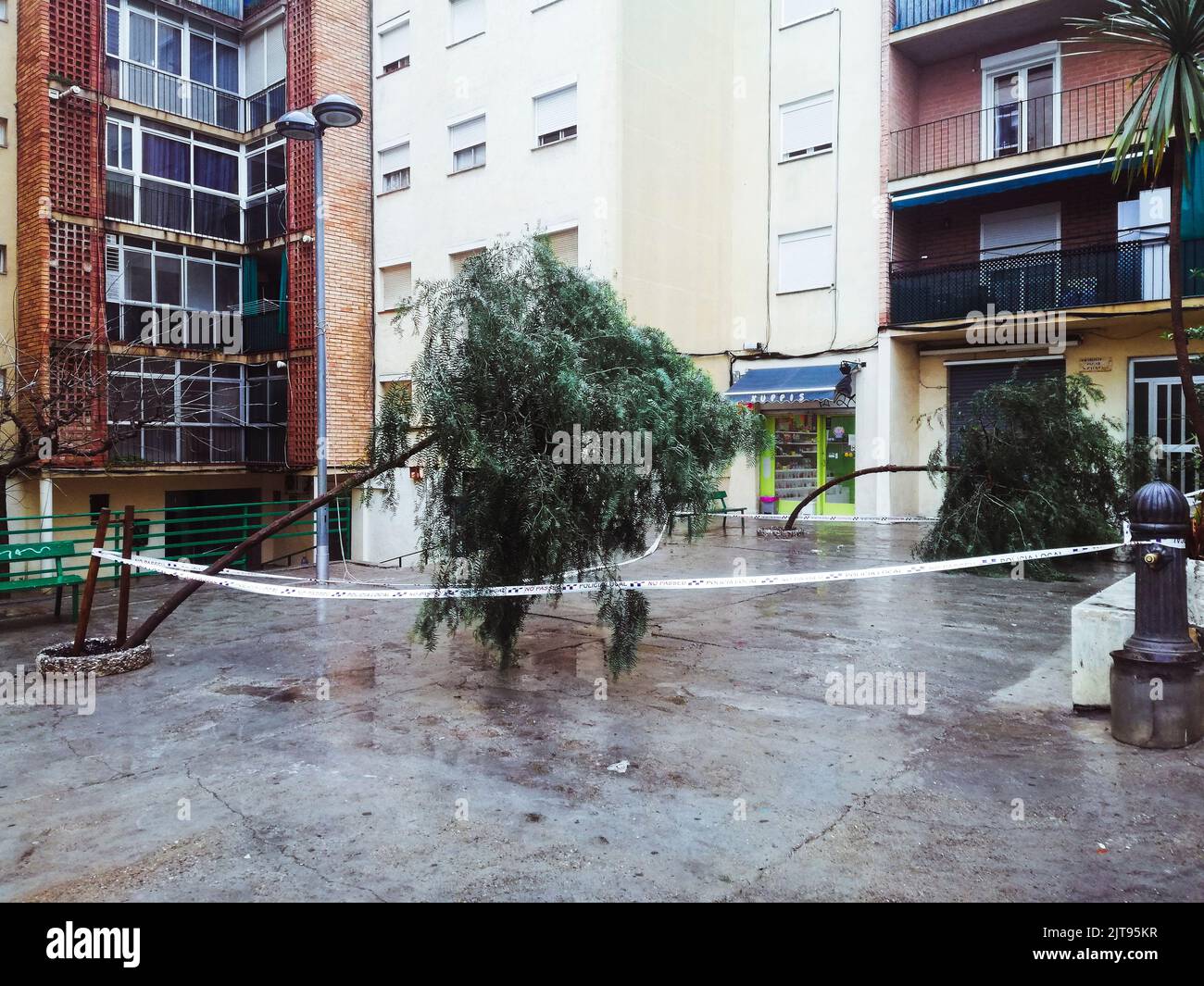 Prune (Prunus dulcis) Almendro trees in blossom Stock Photo - Alamy