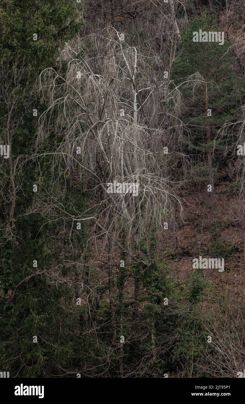 Aspen tree, Populus tremula, in late winter, just before catkins open ...