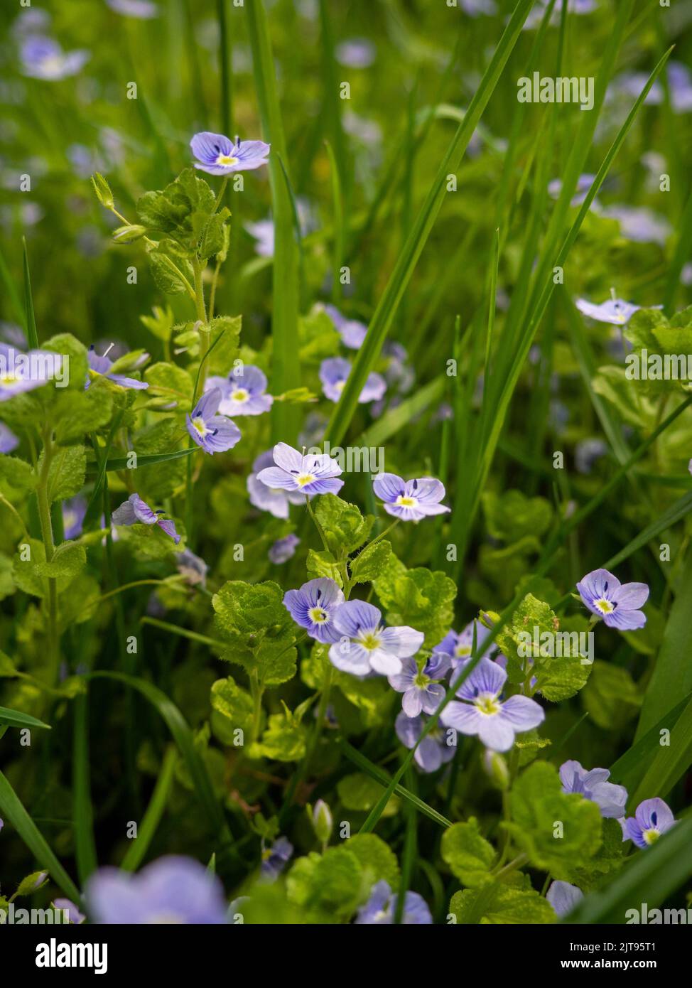 Veronica garden beauty blue hi-res stock photography and images - Alamy