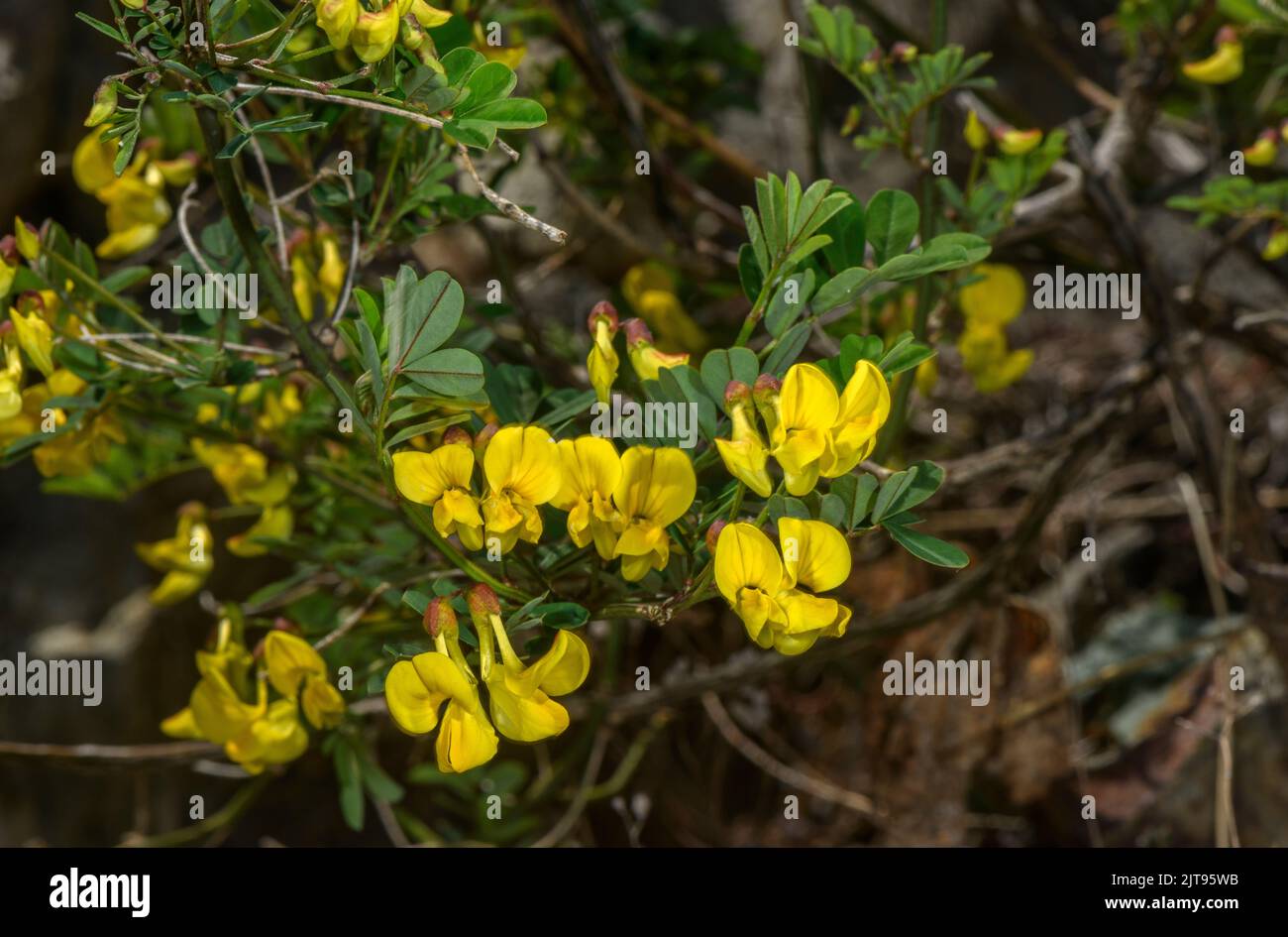 Scorpion senna, Hippocrepis emerus, in flower in early spring Stock ...