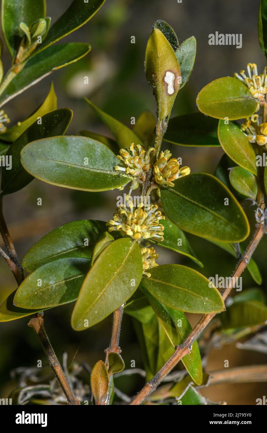 Buxus sempervirens box flower hi-res stock photography and images - Alamy