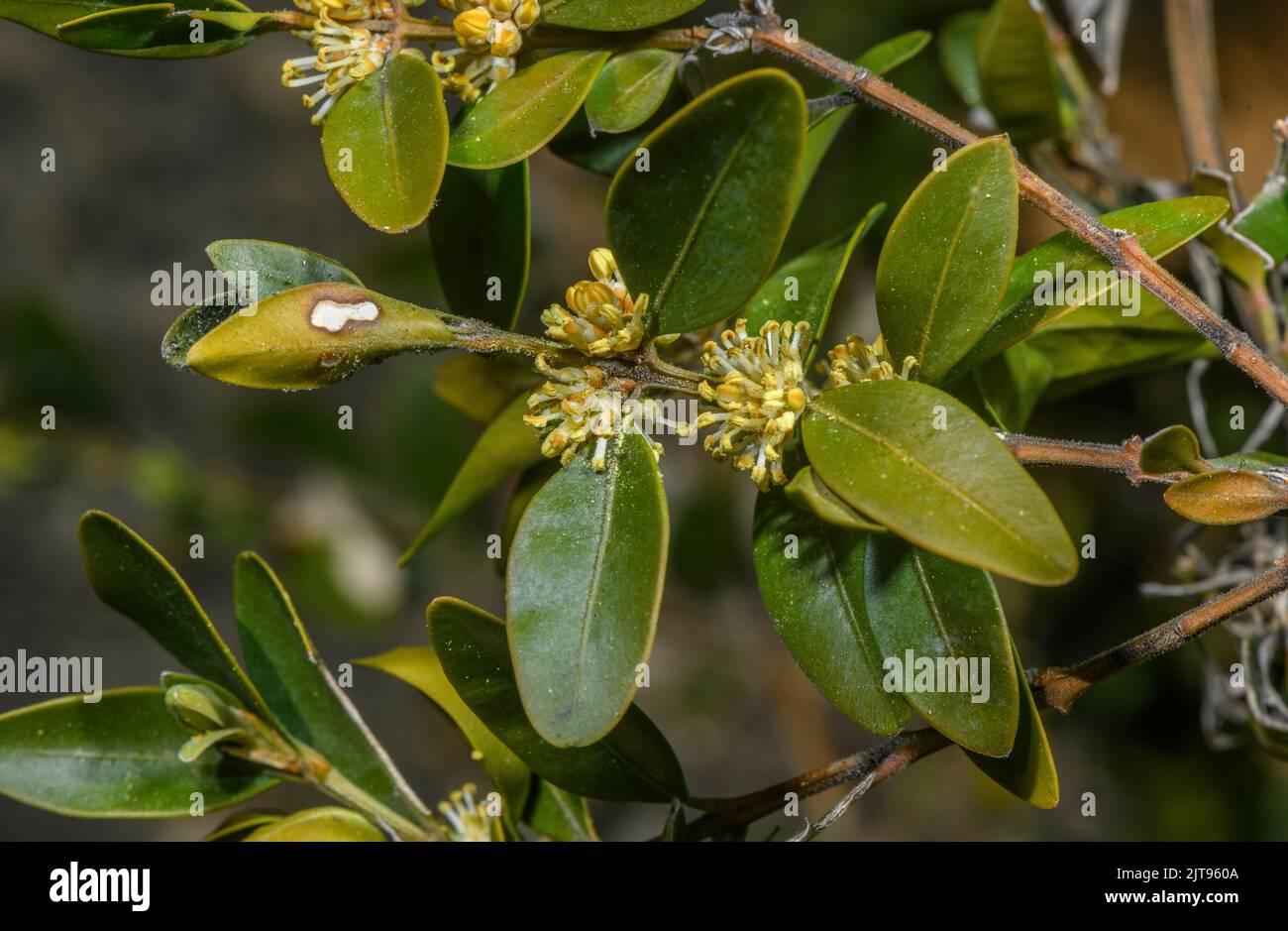 Box, Buxus sempervirens, in flower in early spring Stock Photo - Alamy