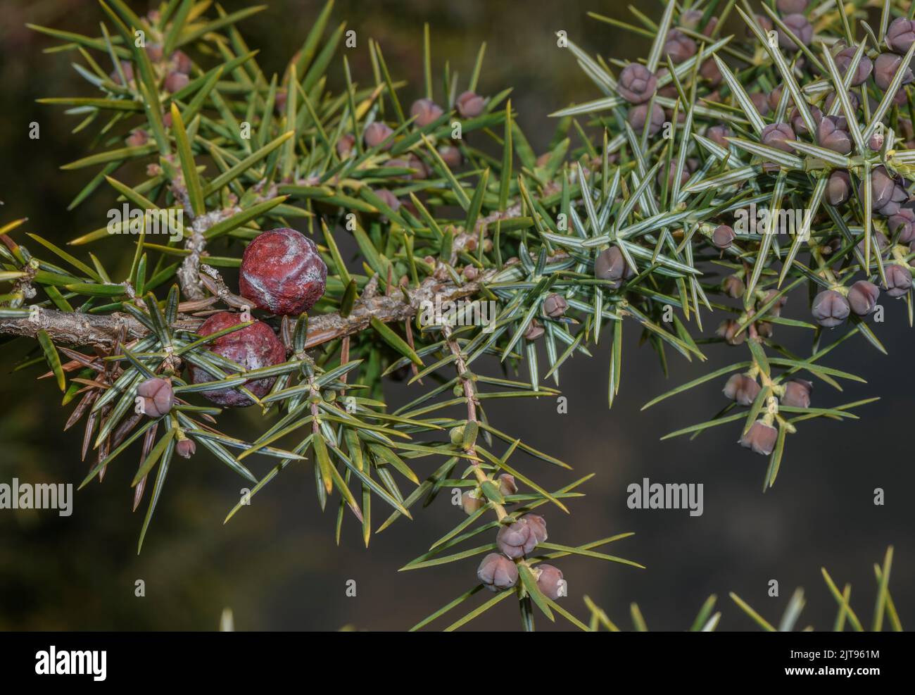 Prickly juniper, Juniperus oxycedrus, in fruit, with leaves showing 2 ...