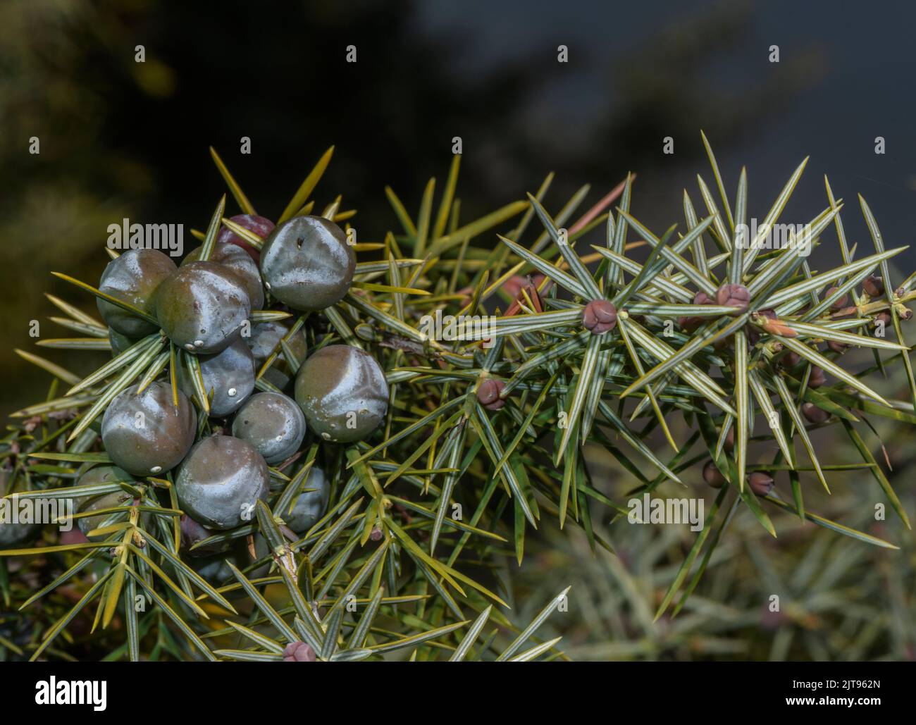 Prickly juniper, Juniperus oxycedrus, in fruit, with leaves showing 2 ...