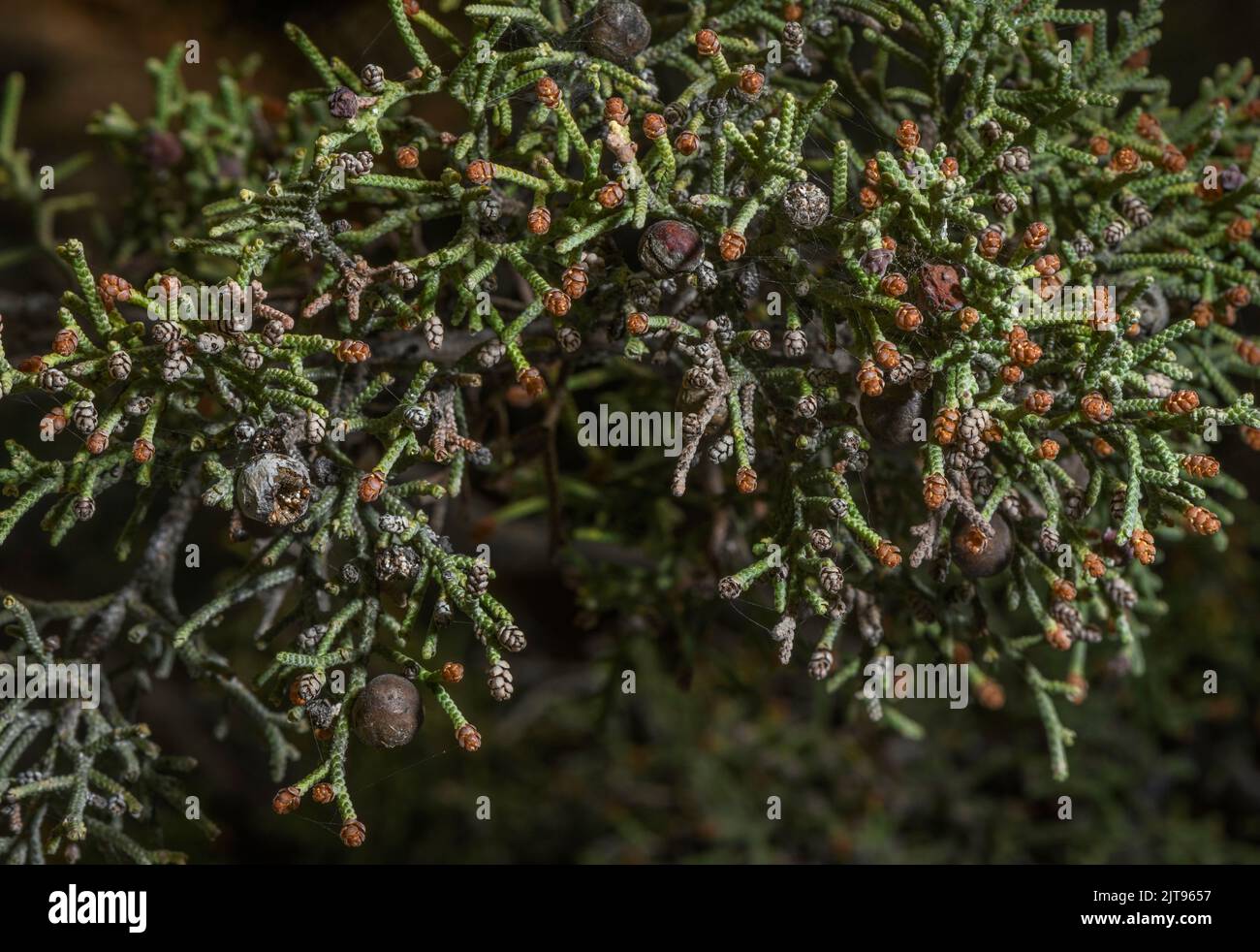 Flowers, cones and needles of Phoenicean juniper, Juniperus phoenicea ...