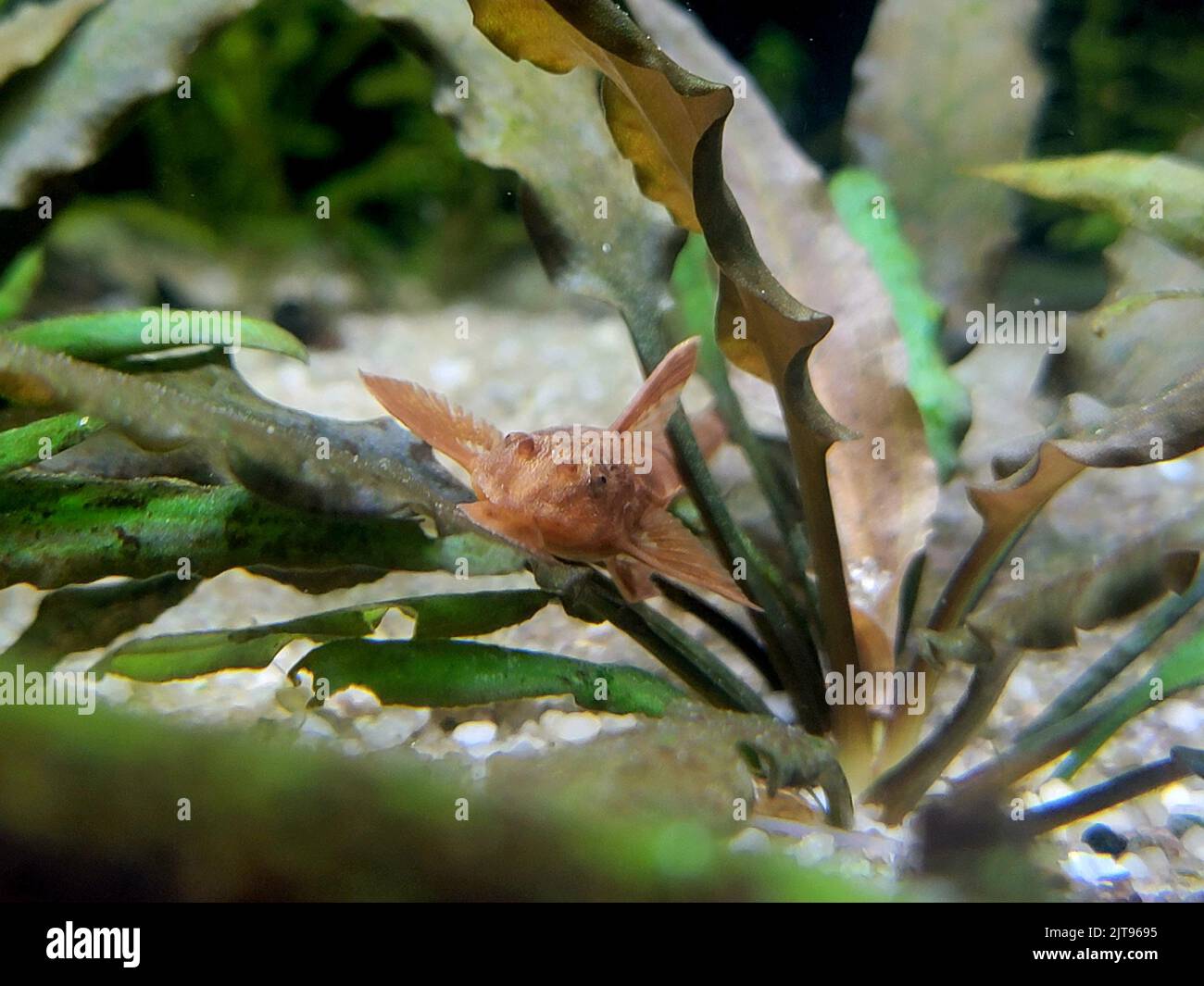 The red lizard catfish swimming through plants Stock Photo - Alamy