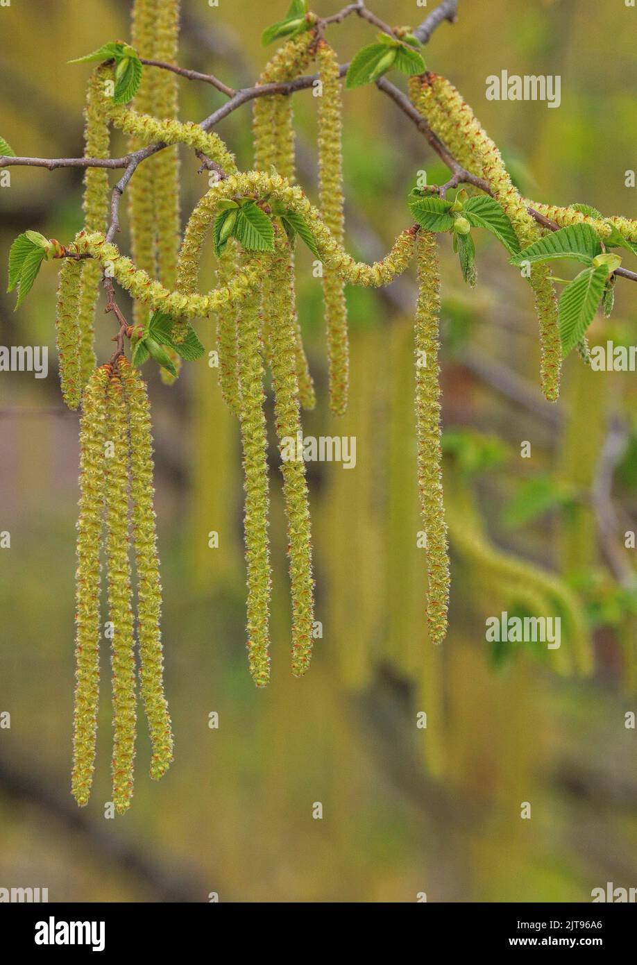 Male catkins of Hop hornbeam, Ostrya carpinifolia, in spring Stock ...
