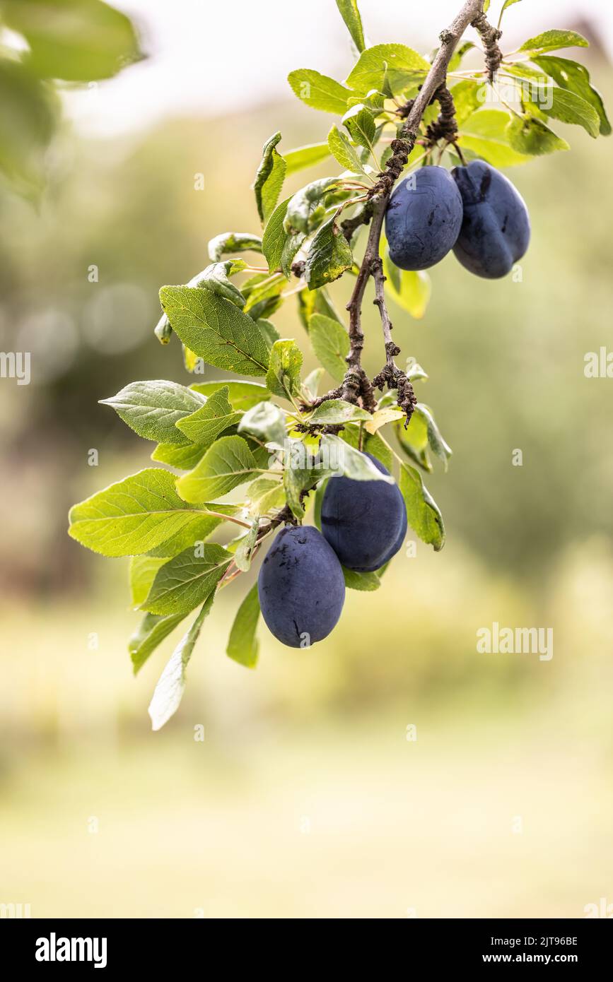 Heavy plums pulling the branch of a tree down as they are ripe for ...