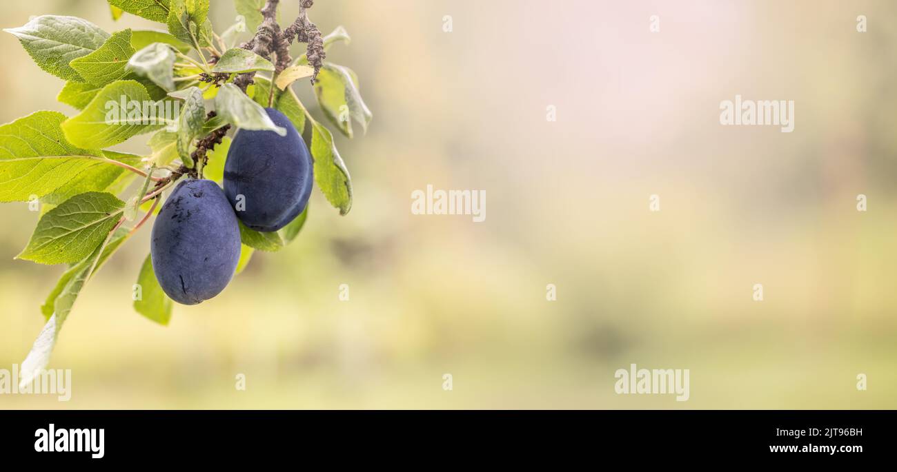 Leaf hanging from twig hi-res stock photography and images - Alamy
