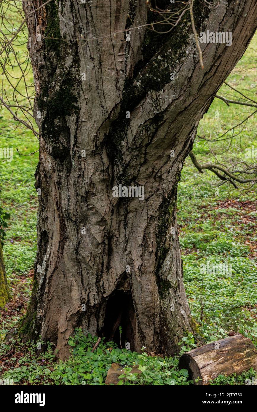 Old Hornbeam, Carpinus betulus, tree Stock Photo - Alamy