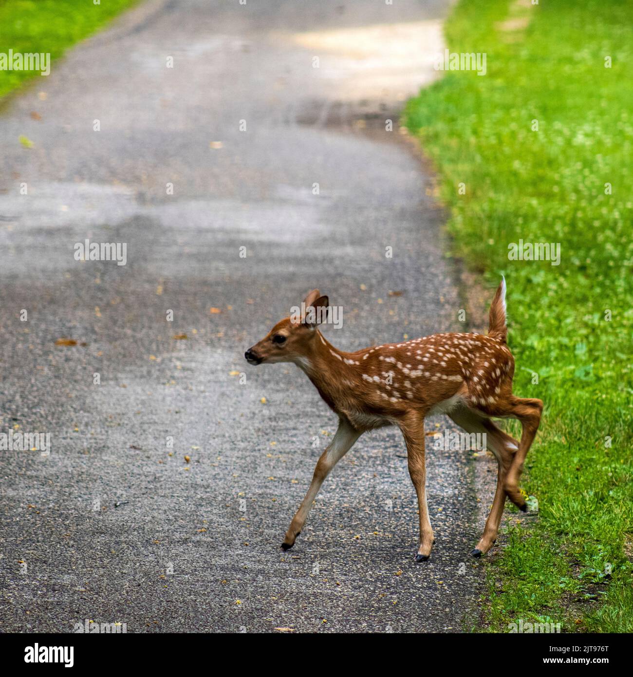 Fawn crosses a path in search of its mother Stock Photo - Alamy