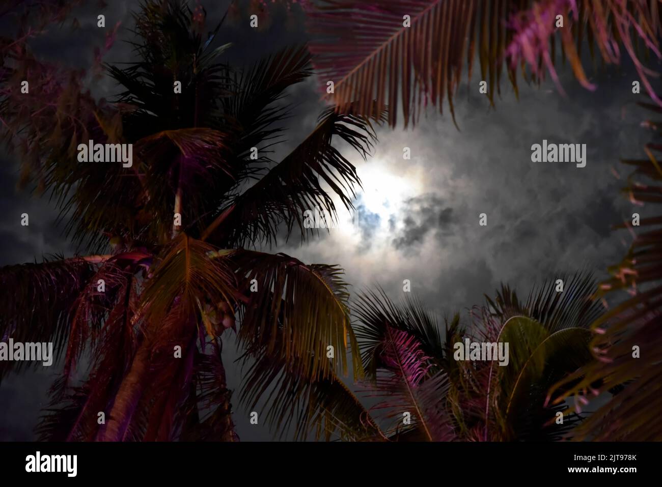 the view of Pals trees and moon at night, Boracay Island, Philippines ...