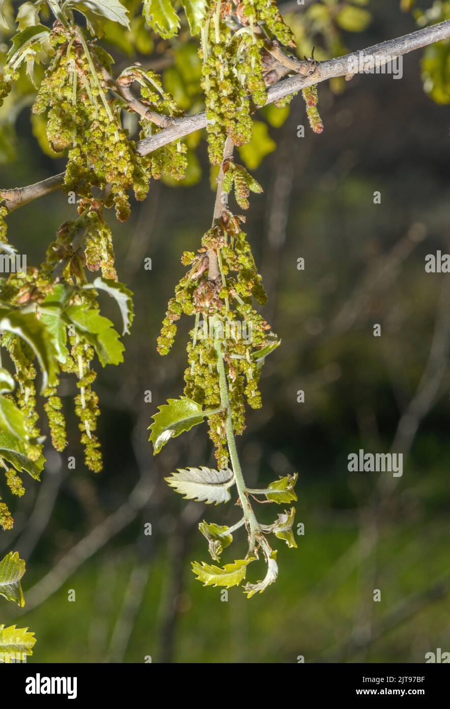 Portuguese oak, Quercus faginea, in flower with leaves unfolding, in ...