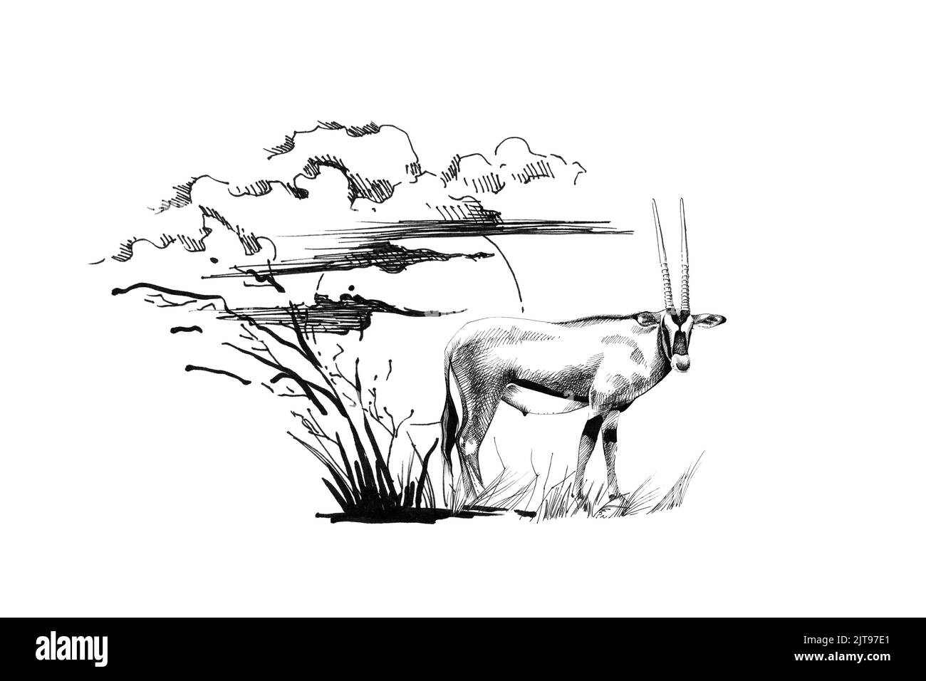 Portrait of an african antelope Black and White Stock Photos & Images ...