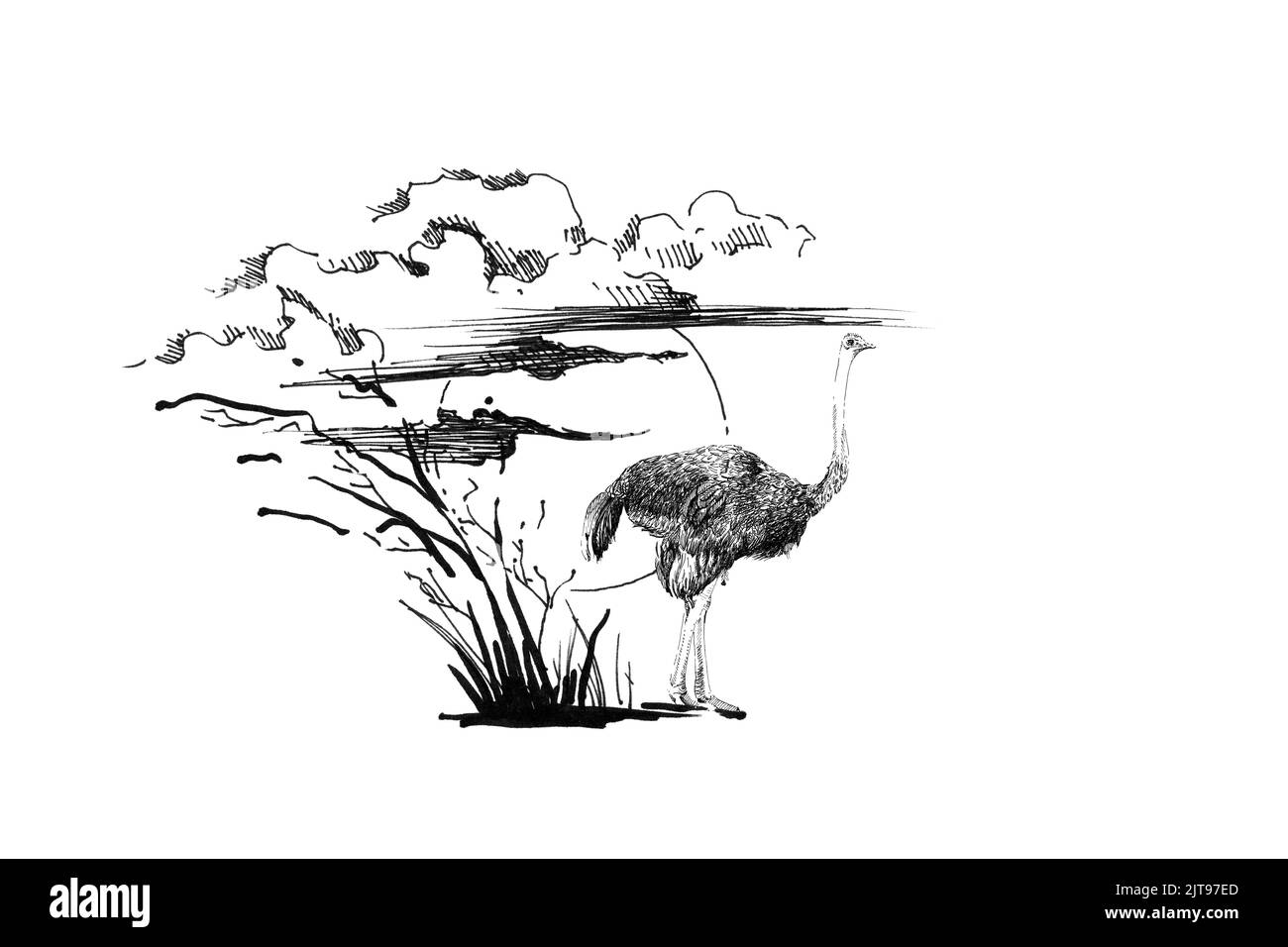Ostrich drawing hi-res stock photography and images - Alamy