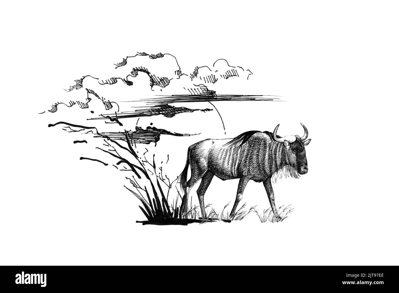 Wildebeest on sunset with grass and clouds. Collection of hand drawn ...