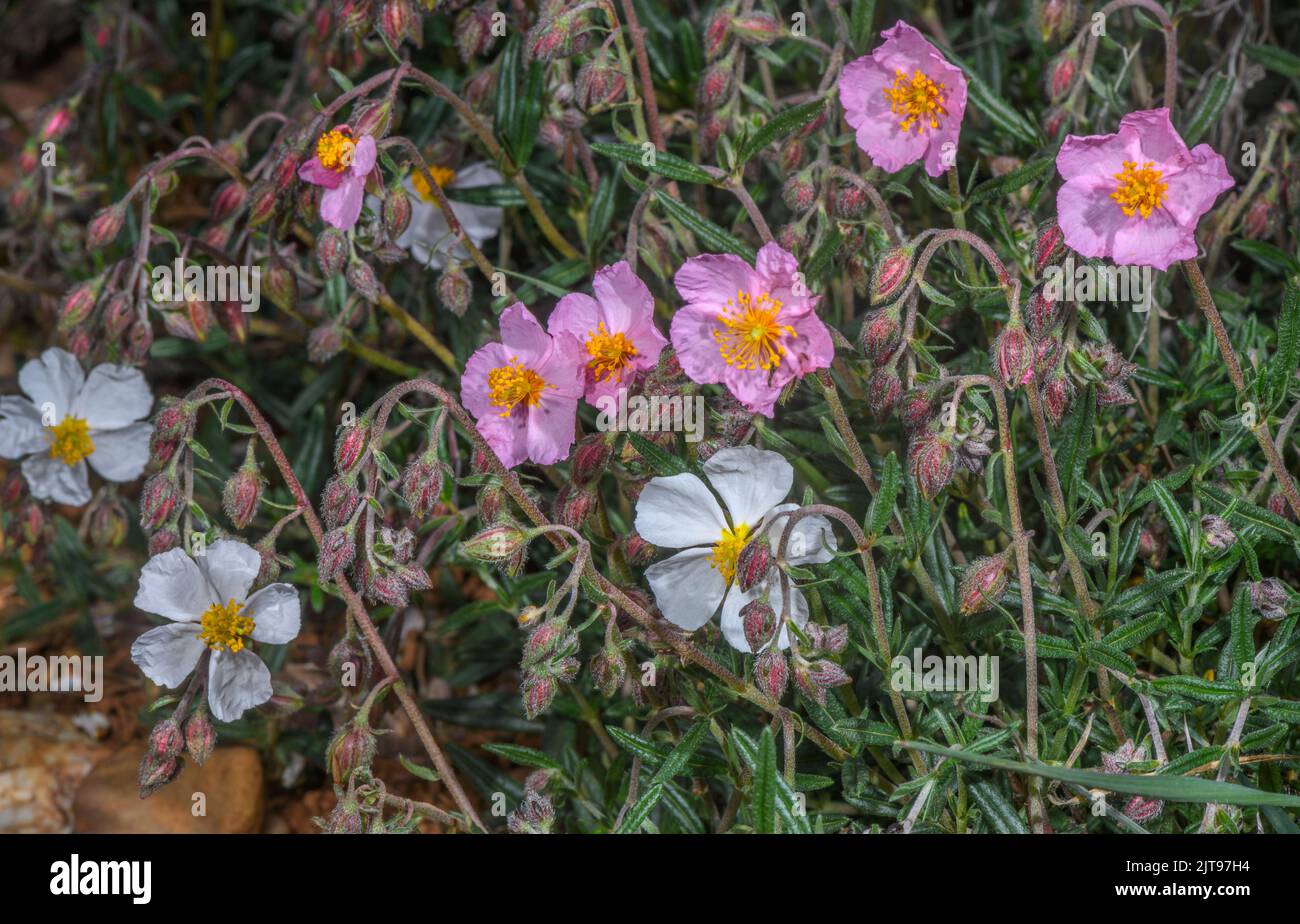 Rock-rose, Helianthemum nummularium in the pink form previously known ...