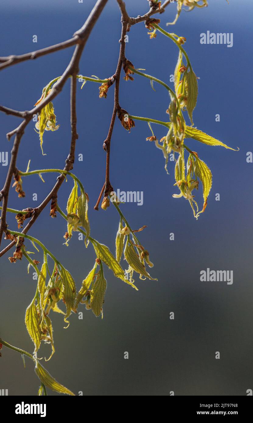 European nettle tree, Celtis australis, in flower with leaves opening ...