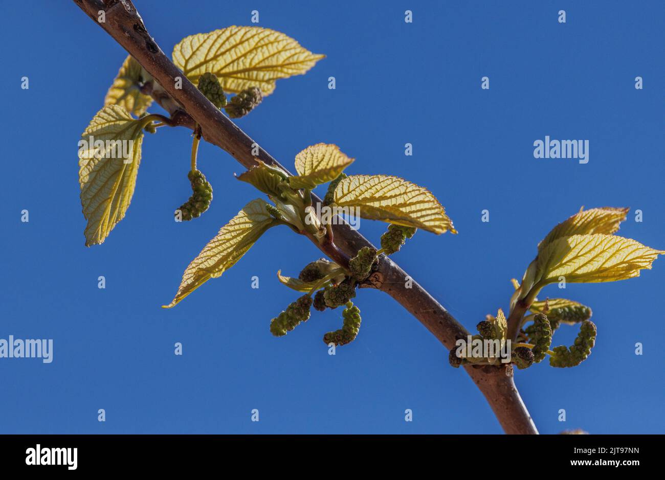 White Mulberry, Morus alba, in flower in early spring Stock Photo - Alamy