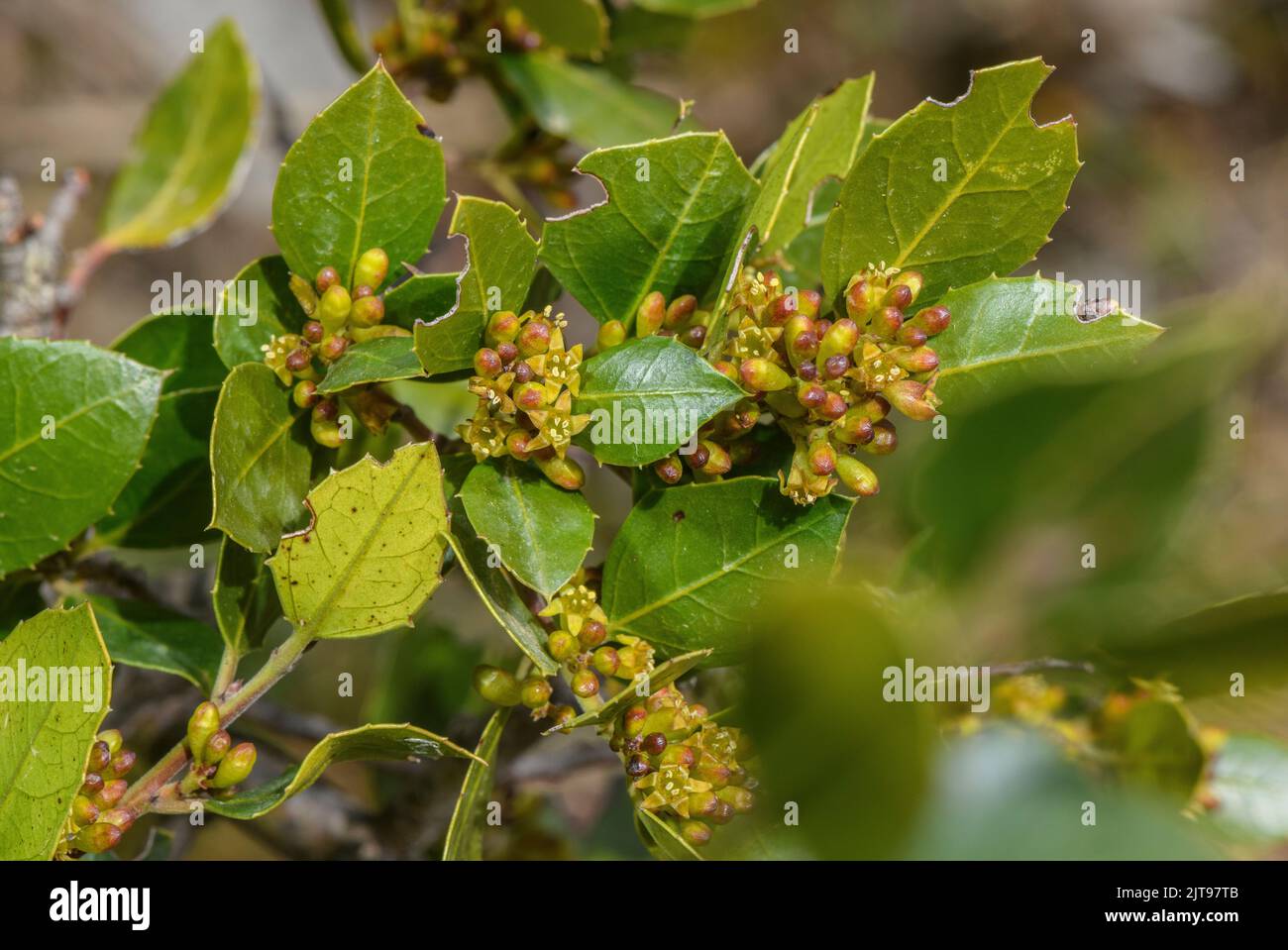 Mediterranean Buckthorn, Rhamnus alaternus, bush in flower in early ...