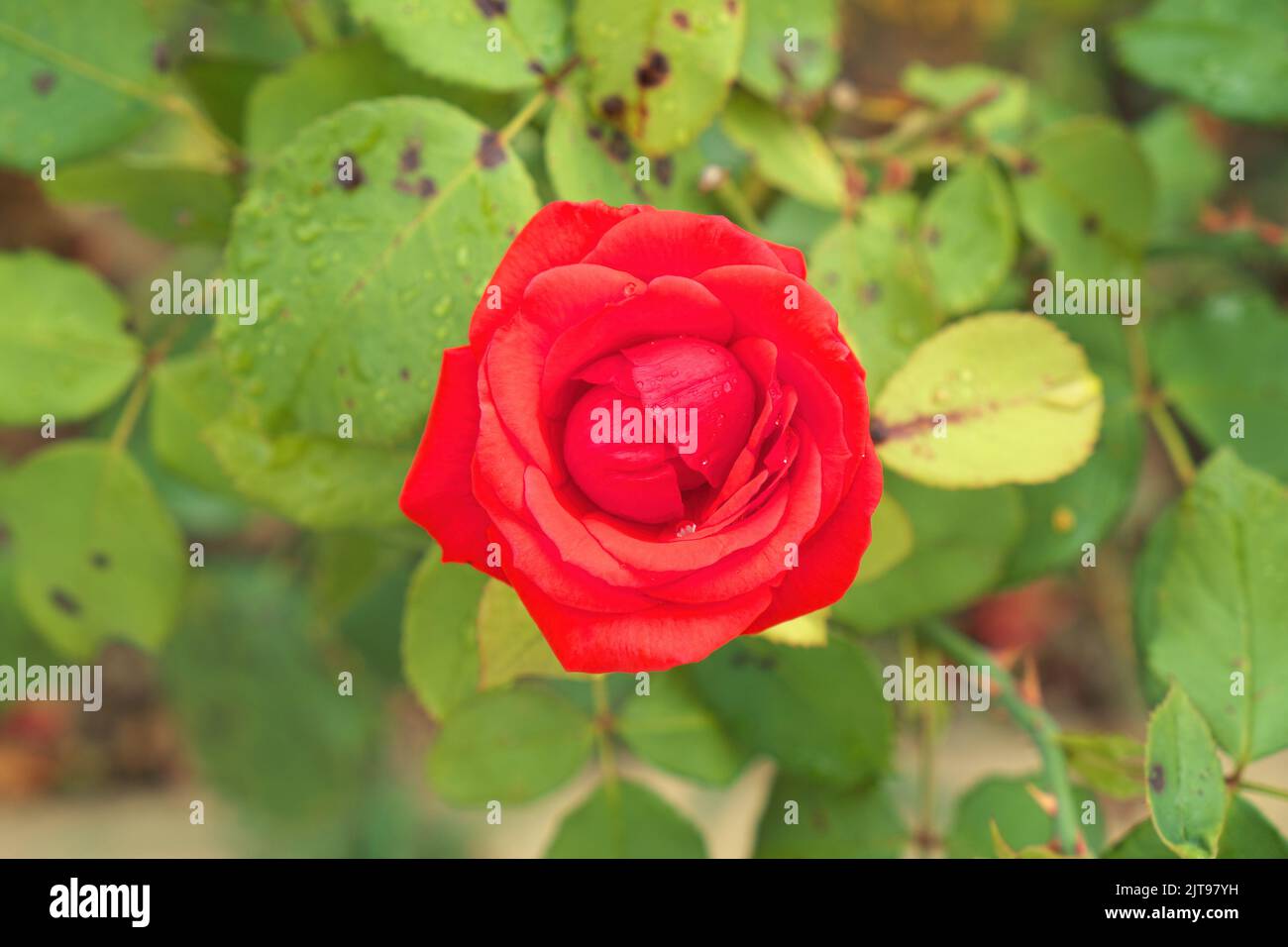 Gora park rose garden hi-res stock photography and images - Alamy